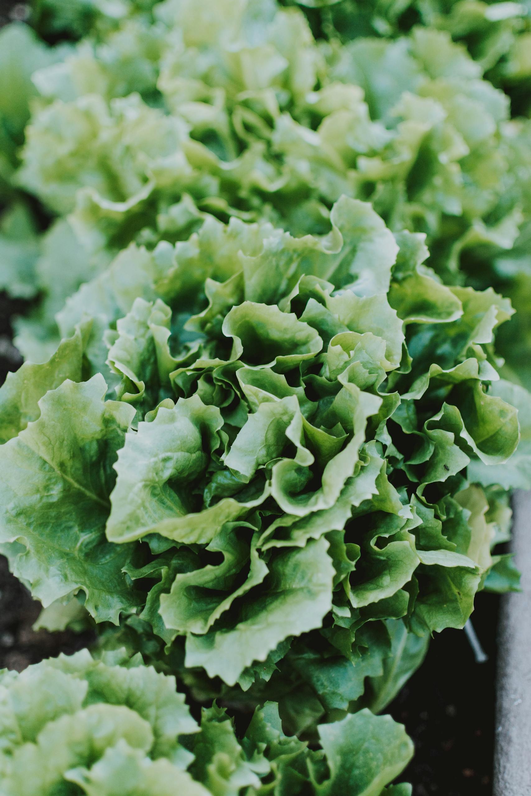 How to Grow Lettuce and Leafy Greens in Partial Shade